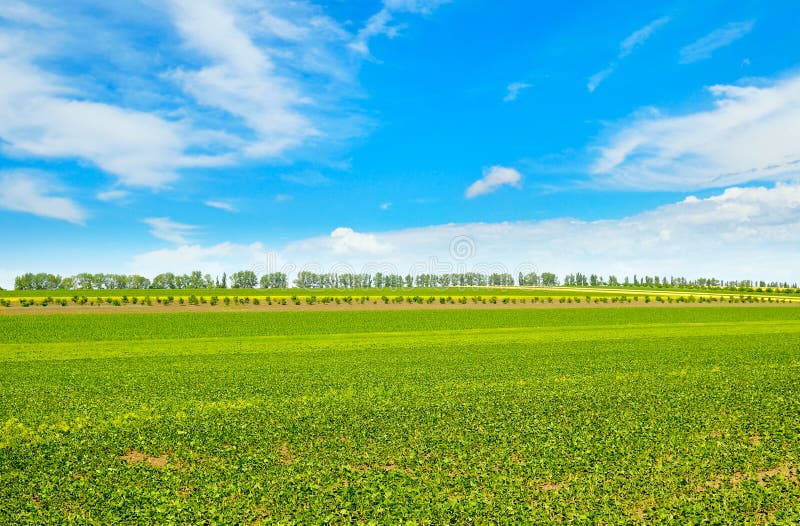 Spring Field with Young Vegetation and Blue Sky Stock Photo - Image of ...
