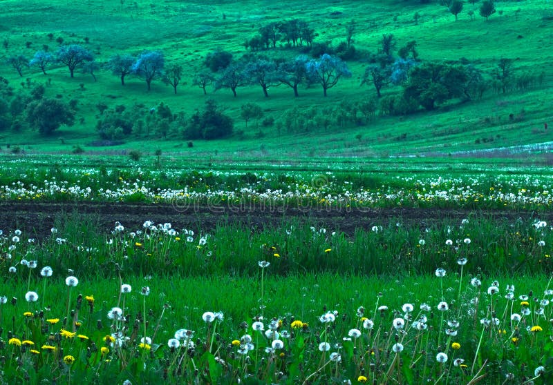 Spring fields & allee stock image. Image of agriculture - 8787