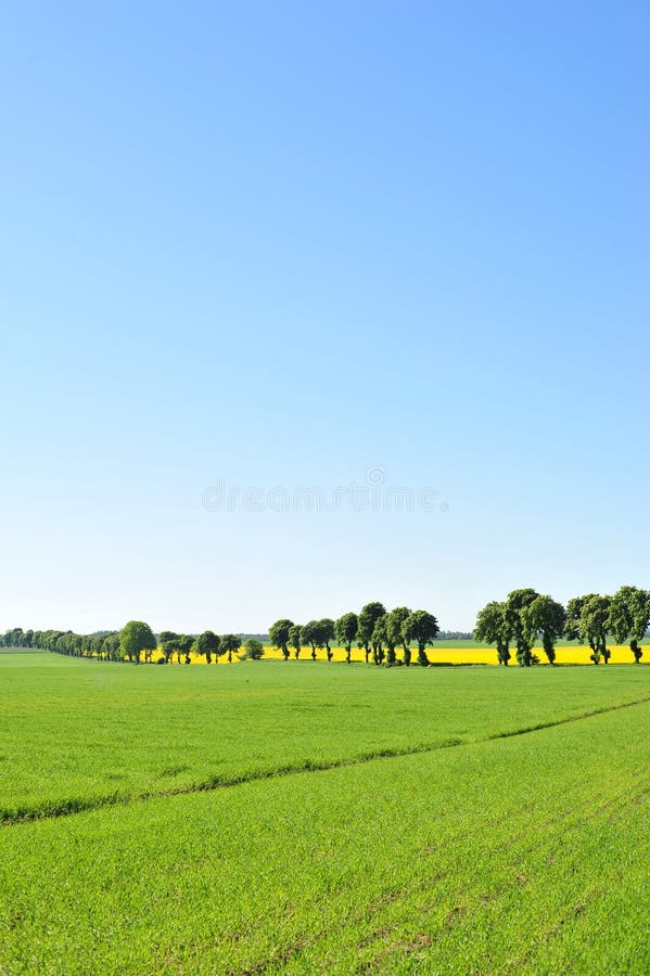 Spring fields stock photo. Image of agriculture, field - 16230656