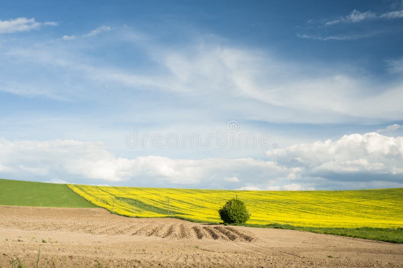 Spring fields stock image. Image of field, blue, agriculture - 24922939