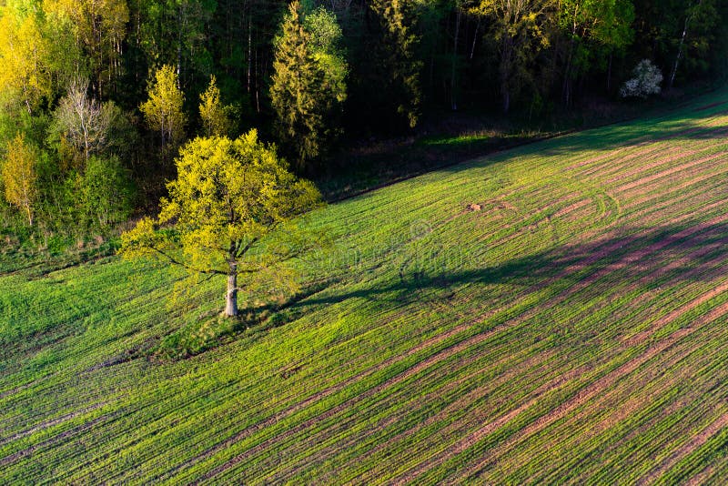 Spring fields stock photo. Image of health, grass, greens - 616748