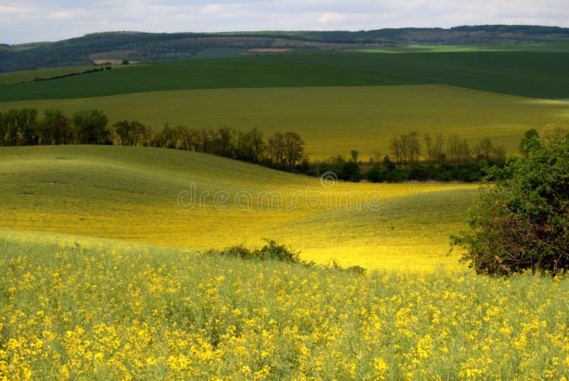 Spring fields & allee stock image. Image of agriculture - 8787