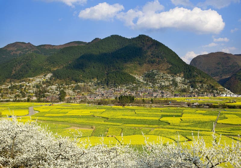 Spring Fields stock image. Image of yellow, mountains - 4395619