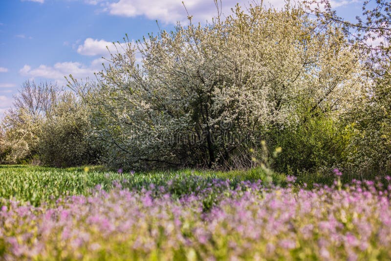 Apricot Garden Beautiful Flowering Apricot Orchards. Stock Photo ...