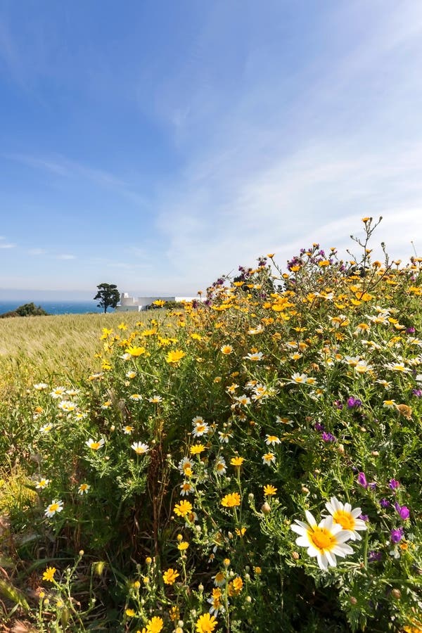 Spring fields stock photo. Image of landscape, yellow - 40512498
