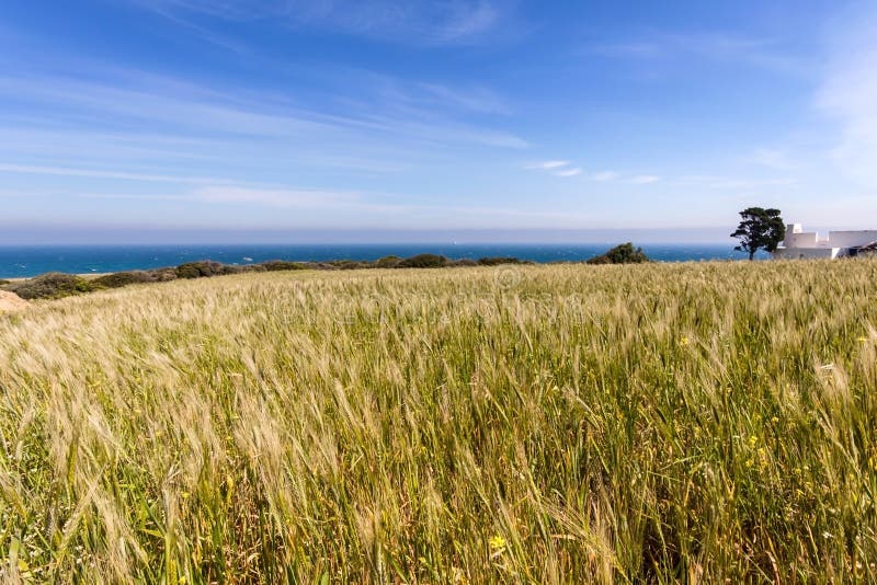 Spring fields stock image. Image of grass, green, meadow - 40512503