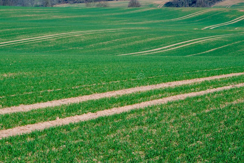 Spring Fields with Fresh Shoots of Wheat Stock Image - Image of shoots ...
