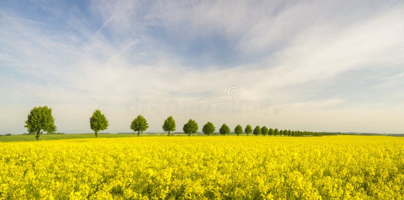 Spring fields stock photo. Image of grass, idyllic, trees - 595958