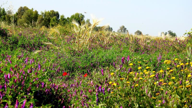 Spring fields of Israel. stock image. Image of beauty - 156571549