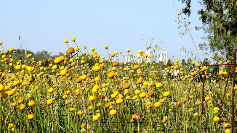 Spring fields of Israel. stock image. Image of mountains - 156571599