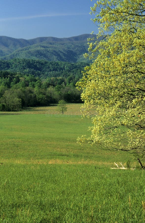 Spring, Trees, Fields stock image. Image of natural, cades - 45193