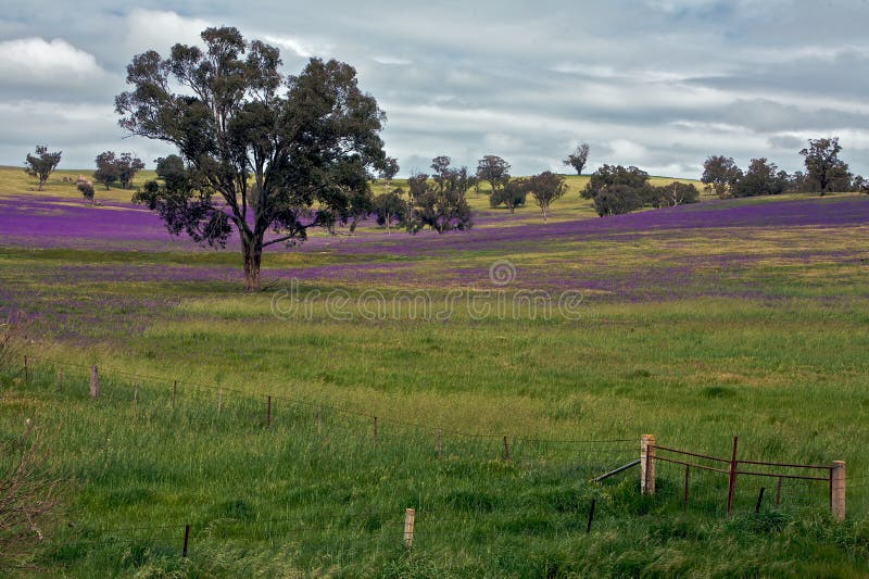 Spring Fields & Purple Flowers on a Farm Stock Image - Image of fine ...