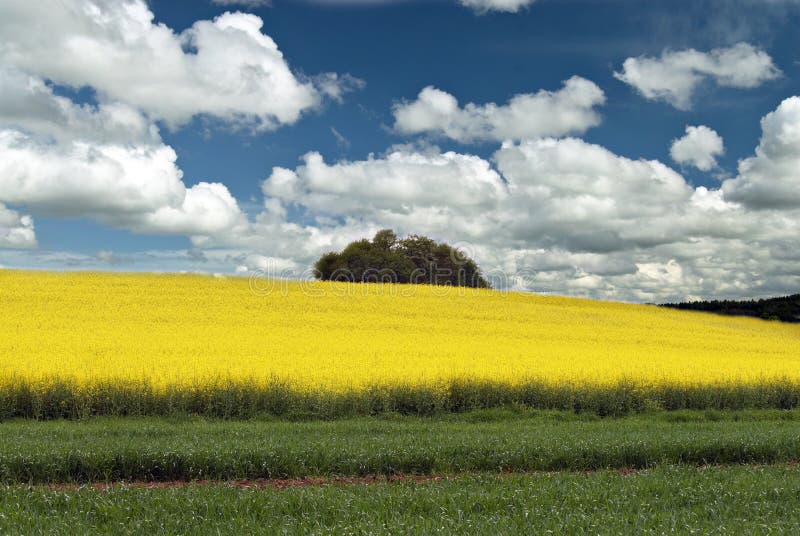 Spring fields and sky stock image. Image of grass, meadow - 24742453