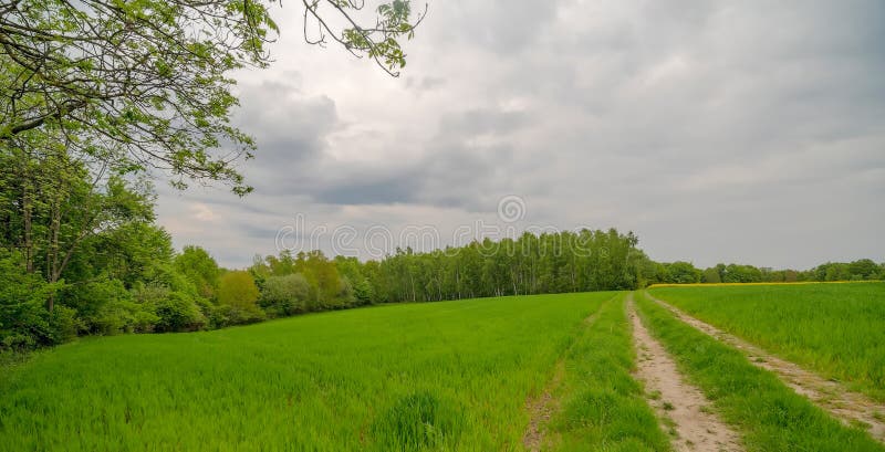 Spring Fields with Young Grain among Forests Under a Cloudy Sky. Stock ...