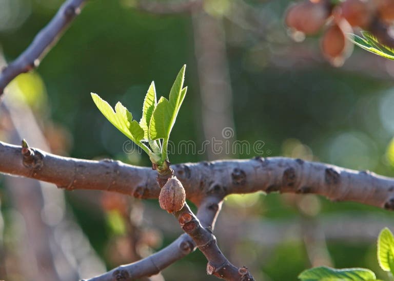 Spring fig tree stock image. Image of breba, wasp, testament - 633765