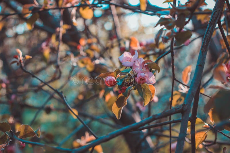Spring is finally stock image. Image of spring, cherry - 193255181
