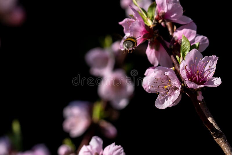 Spring is finally here stock image. Image of green, pink - 244052075