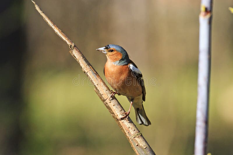 Spring Finch Bird Sitting on a Branch Stock Image - Image of fringilla ...