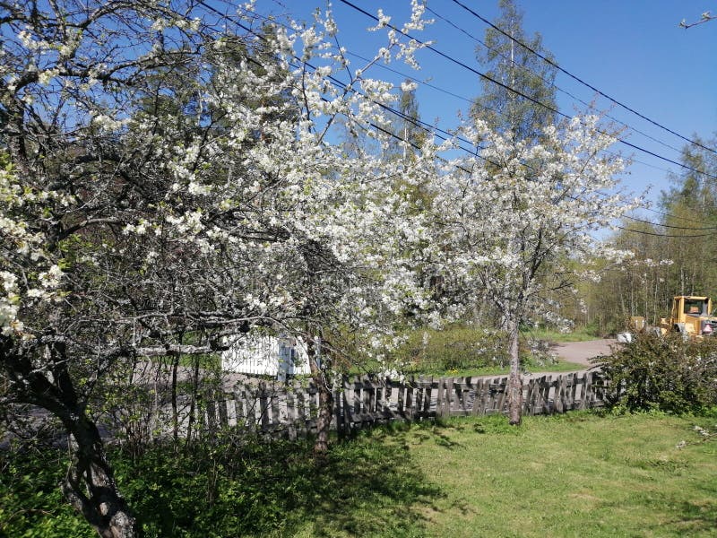 Spring In Finland: Baltic Sea, Blue Sky, Meadow And Trees Stock Photo ...