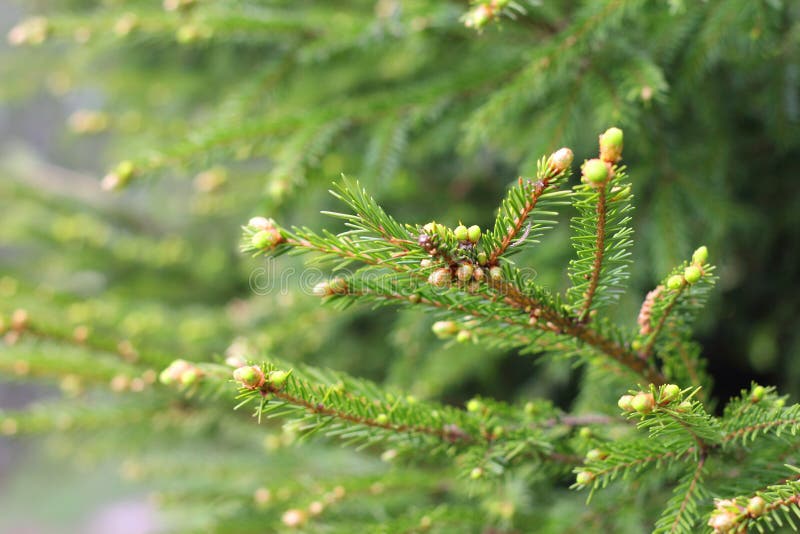 Spring fir branches stock photo. Image of morning, fresh - 89341424