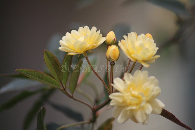 Spring fire in the skies stock photo. Image of trees - 110794950