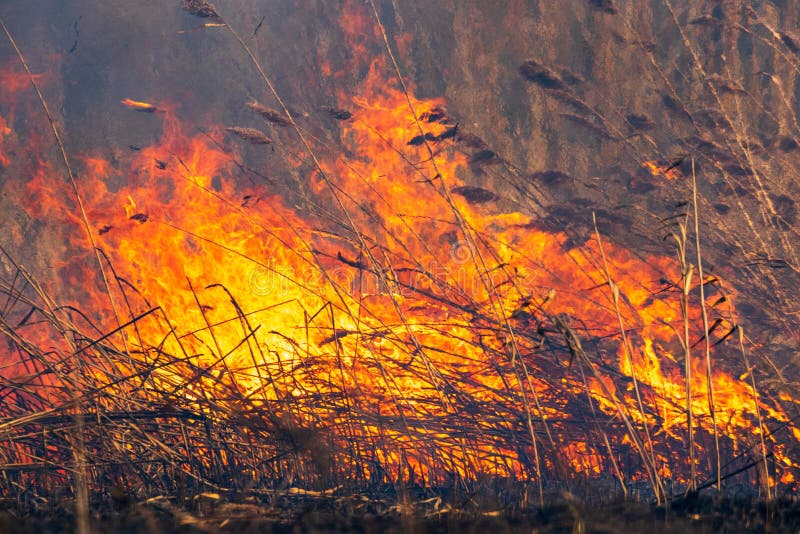 In the Spring, Firefighters are Fighting a Forest Fire. they Try To ...