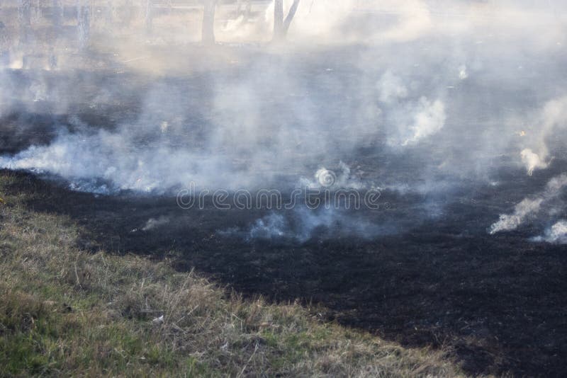Spring Fires Dead Wood in the Forest and Firefighters Extinguishing the ...