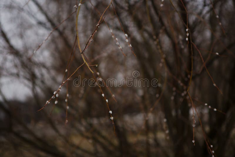 Spring First Buds Willow Tree Branches Flowering Stock Photo - Image of ...