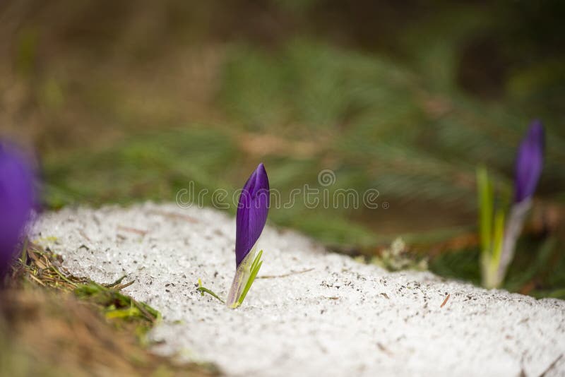 Spring First Crocus Flowers in the Forest among Spruce Branches Stock ...