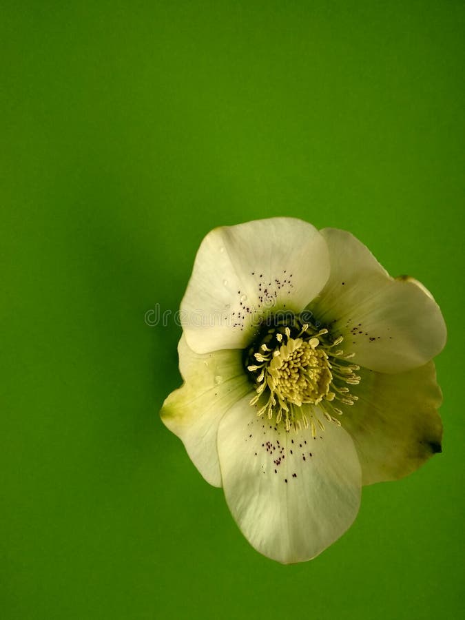 Spring Flower Hellebore on the Green Background Stock Image - Image of ...