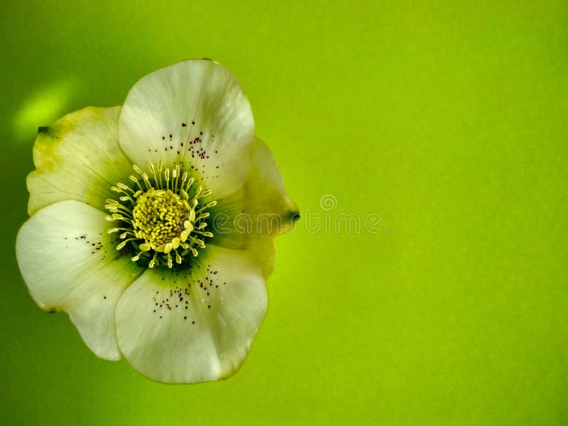 Spring Flower Hellebore on the Green Background Stock Photo - Image of ...