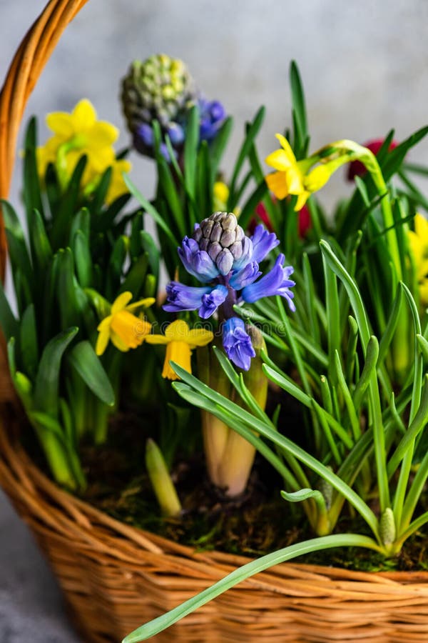 Spring First Flowers in Composition Stock Image - Image of flower, bush ...