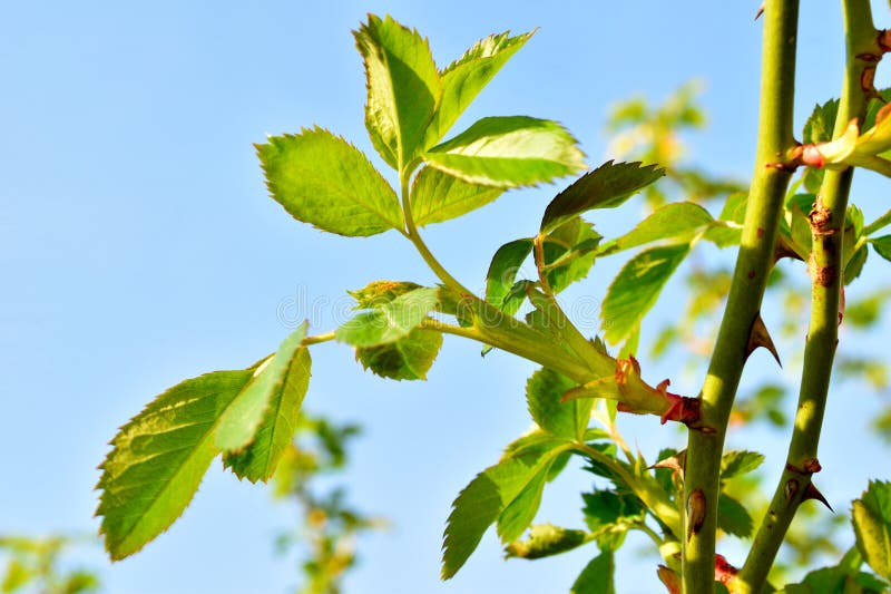 Spring. the First Leaves on a Tree Branch. Stock Image - Image of twig ...