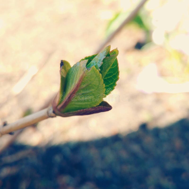 Spring stock image. Image of plants, nature, garden, spring - 90022165