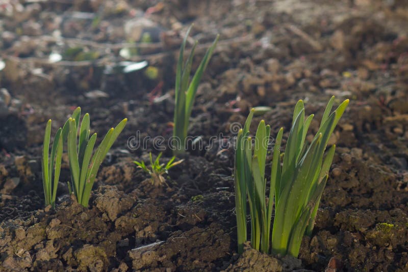 Spring, the first plants stock photo. Image of color - 51757508