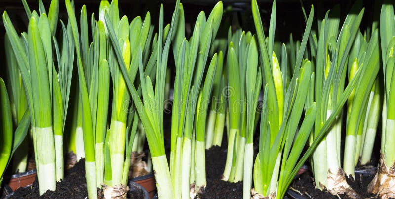 Spring. stock photo. Image of plant, east, bloom, background - 104479794