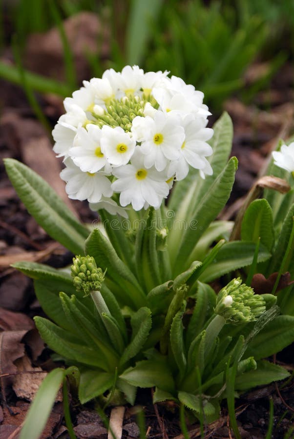 Spring First White Primrose Flower Stock Photo - Image of macro, floral ...