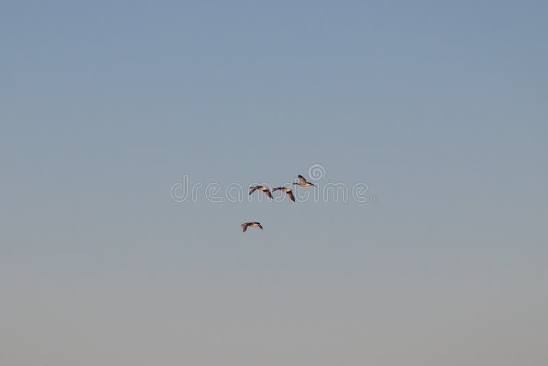 In the Spring, the First Wild Geese Flew, Signs of Spring, Geese in ...