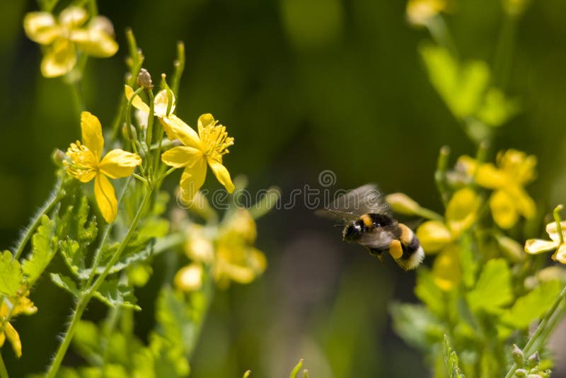 Spring Flight of a Bumblebee Stock Photo - Image of survival, flora ...