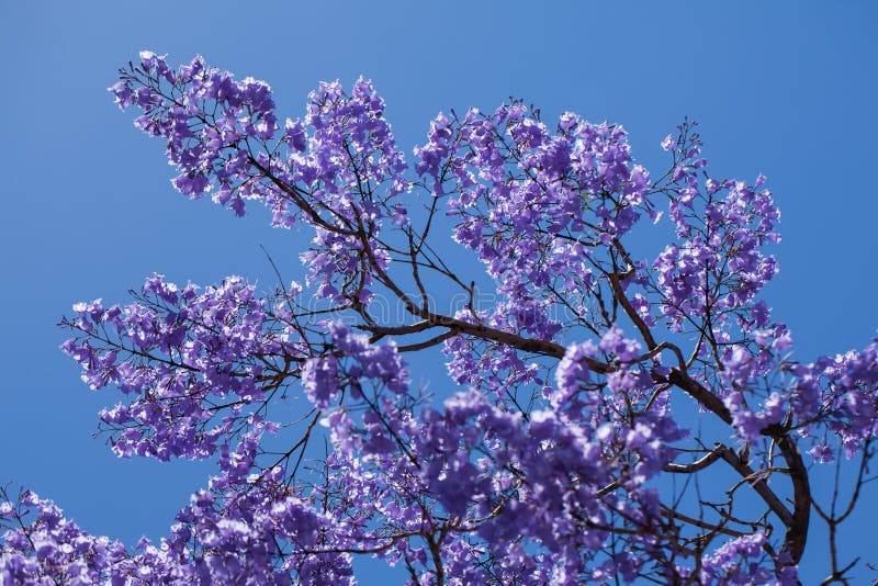 Spring fling stock photo. Image of macro, isolated, beauty - 25949788