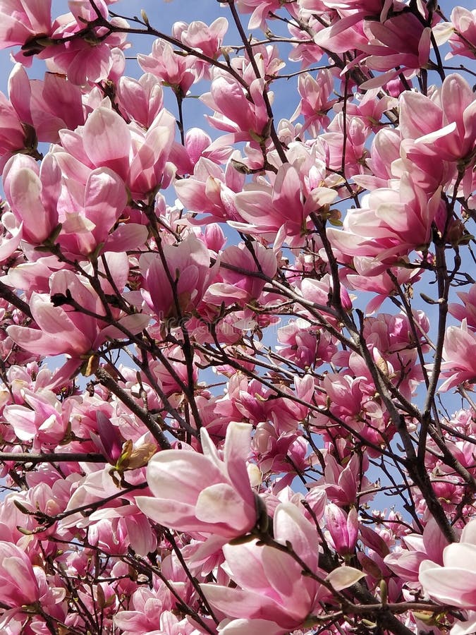 Spring Fling stock photo. Image of flower, natural, pretty - 144537252