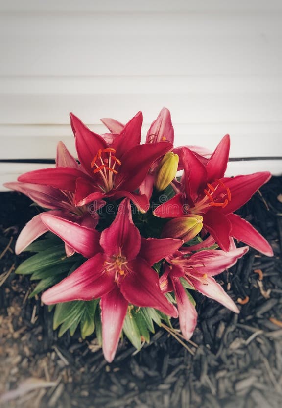 Spring fling stock photo. Image of fling, lillies, bloom - 124315442