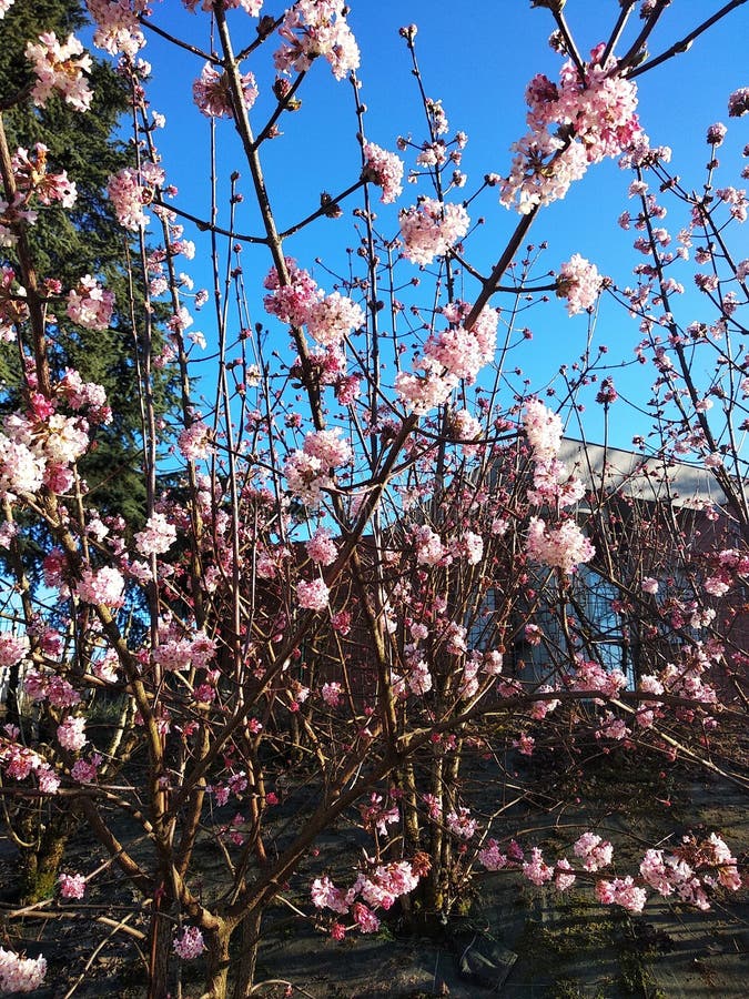 Spring stock photo. Image of spring, flora, inspiration - 142057412