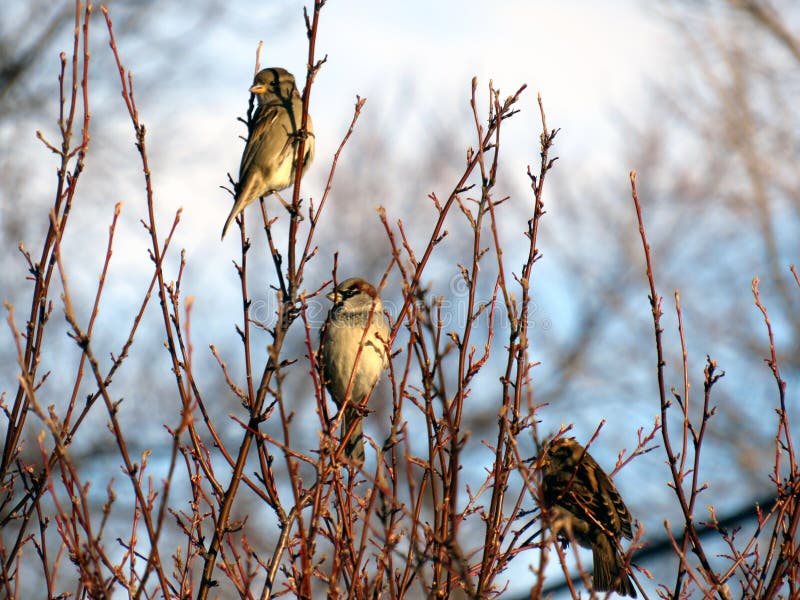 Spring Flock Gathering stock photo. Image of life, birds - 283009822
