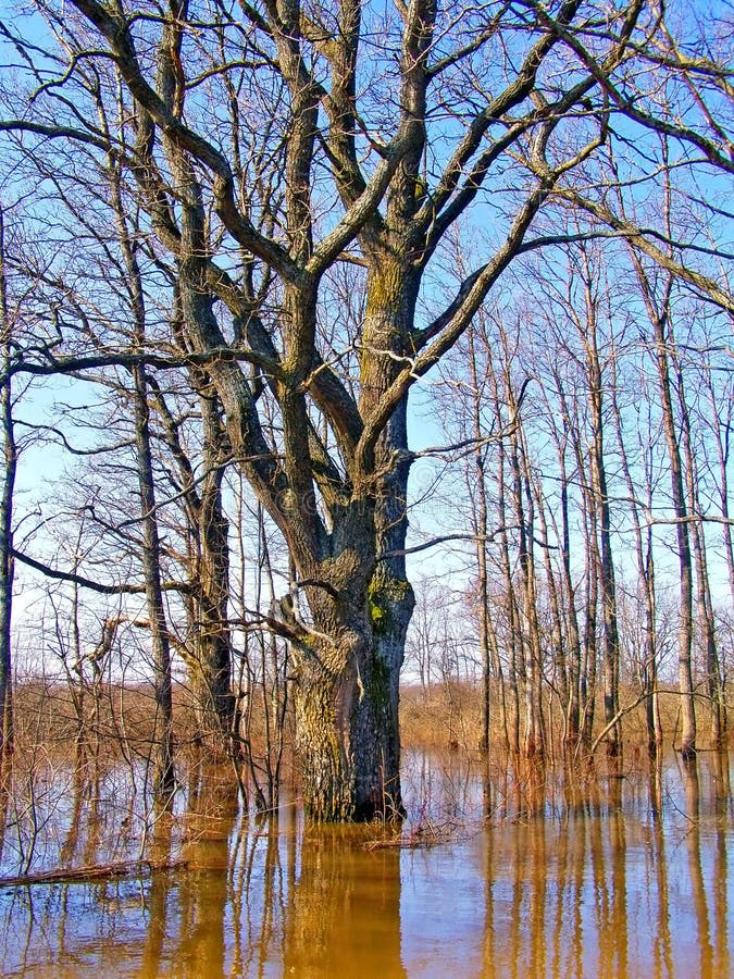 Spring flood stock image. Image of forest, cold, tree - 2335373