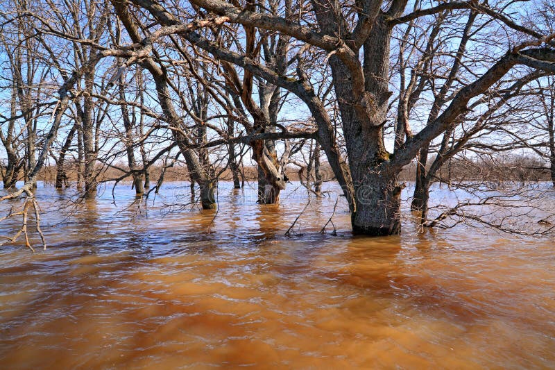 Spring flood stock image. Image of nature, magic, cortex - 24062367