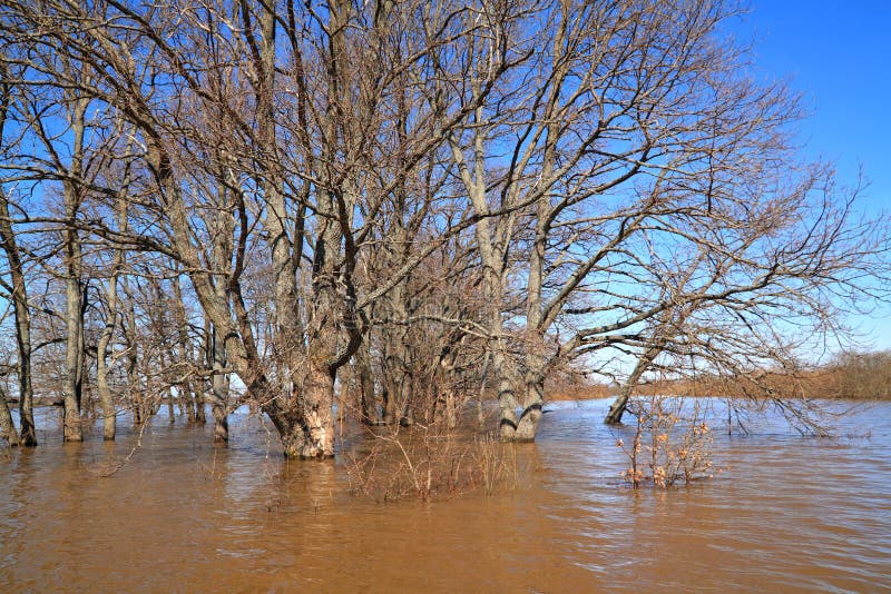 Spring flood stock image. Image of leaf, green, nature - 245338757