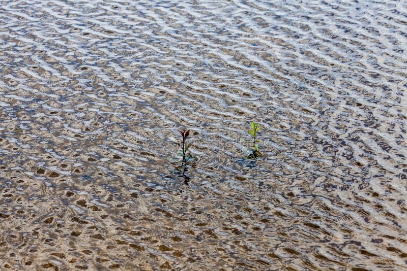 Plants in the Flood in Shallow Water. Stock Photo - Image of ...