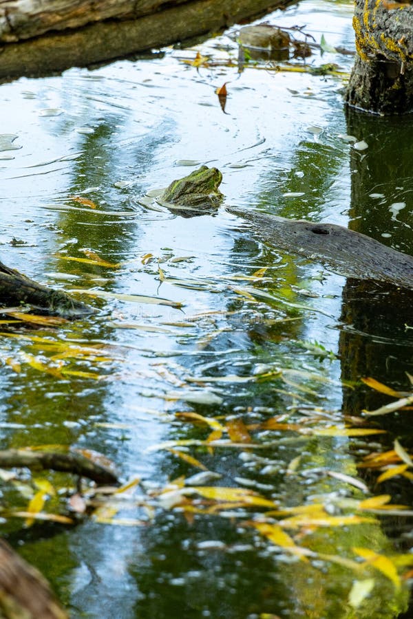 Spring Flood and Flooding of the Forest Stock Photo - Image of smooth ...