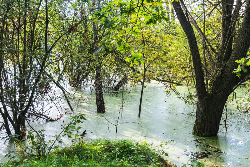 Spring flood stock image. Image of flooded, scene, drowned - 245338765